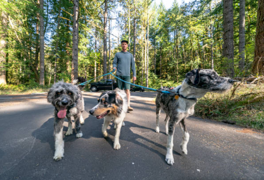 MTM Pet Care – Professional Walkers and Sitters direct to your door