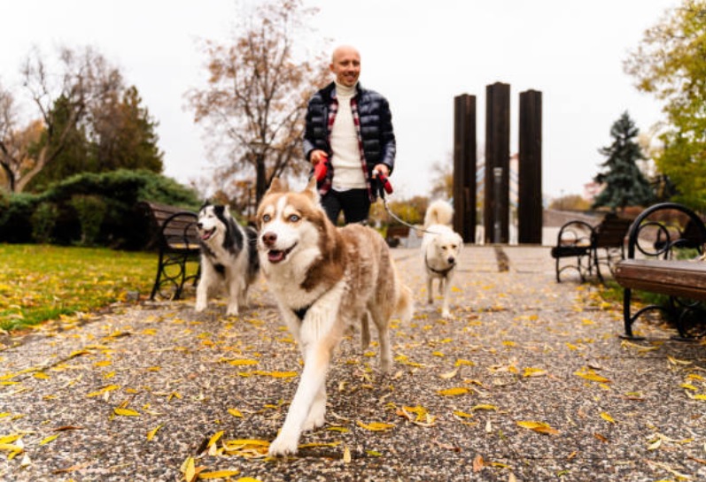 MTM Pet Care – Professional Walkers and Sitters direct to your door