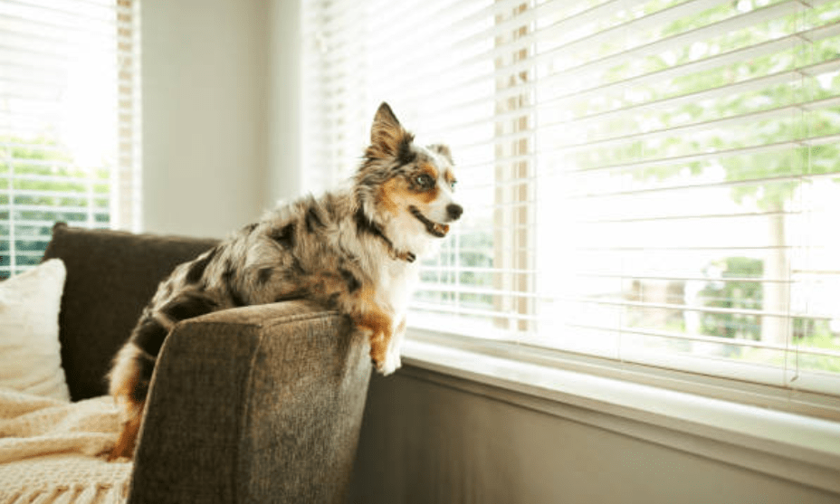 Services – MTM Pet Care